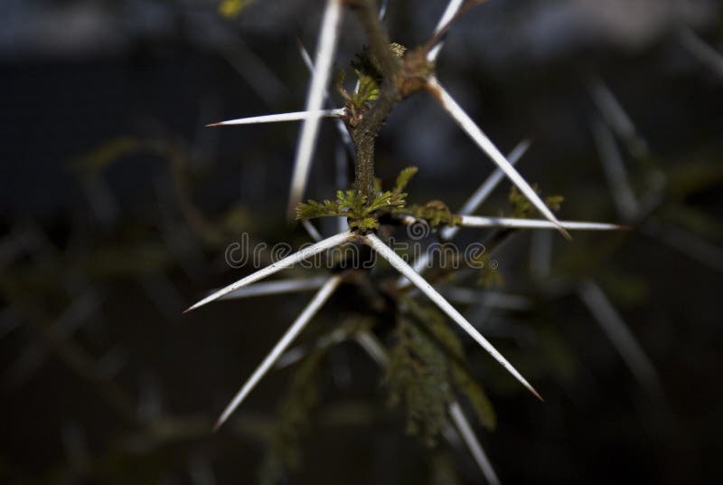 Doorn - Acacia boom stock foto. Image of macro, haaien - 7602116