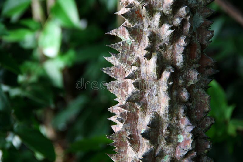 Doorn van de boom. stock afbeelding. Image of installatie - 28062339