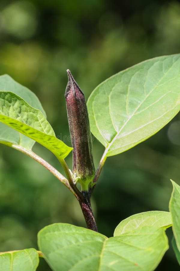 Doornappel metel bij tuin stock afbeelding. Image of versheid - 133691465