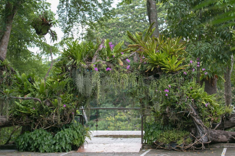 Doors tree stock photo. Image of baby, bloom, door, flora - 60386928