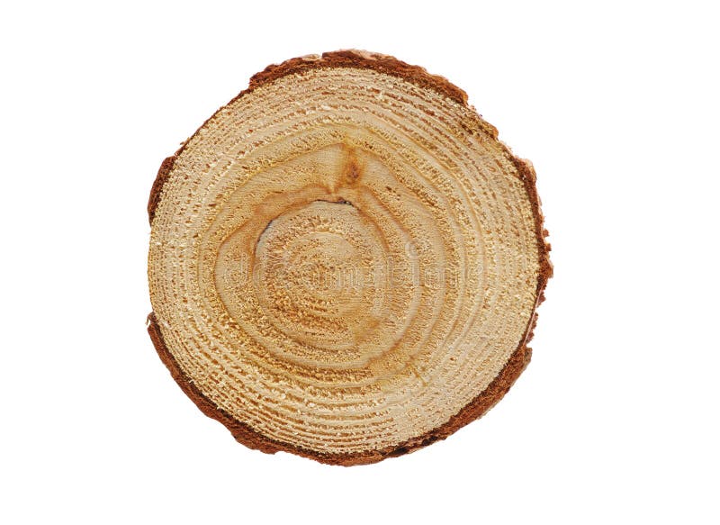 Doorsnede boomstam stock afbeelding. Image of patroon - 157370249