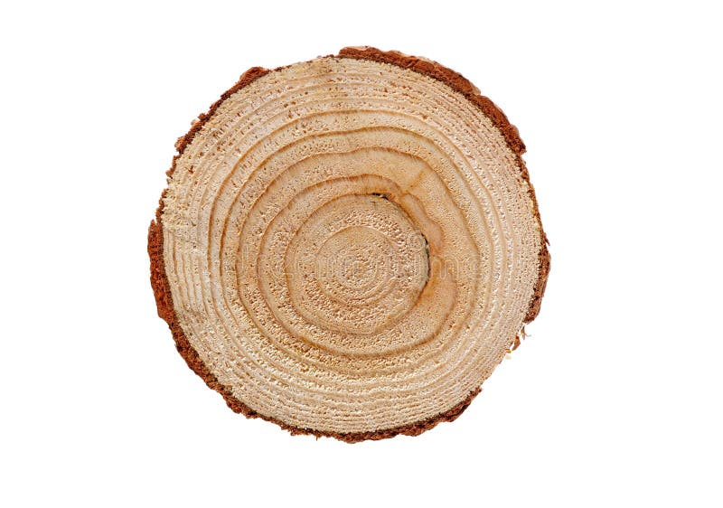 Doorsnede boomstam stock foto. Image of achtergrond - 157370316