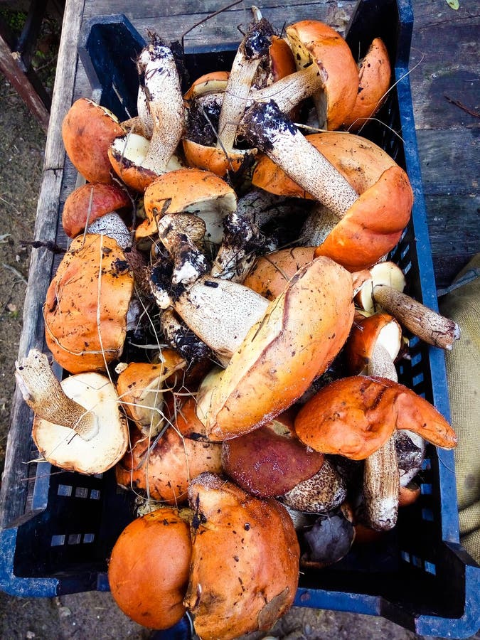 De Paddestoelen Zijn Groot Met Een Rode Hoed Met Witte Punten Stock ...