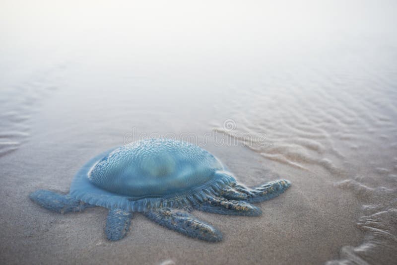 Dooskwallen Die Op De Strandvloer Liggen Stock Foto - Image of zand ...