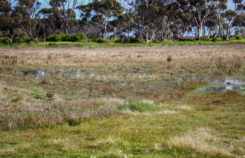 Dooto (Eucalyptus Wandoo) Tree Forest in Front of a Small Pond with a ...