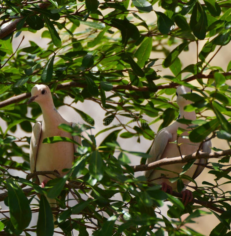 2 Doov on tree stock image. Image of dove, habitat, closeup - 45871587