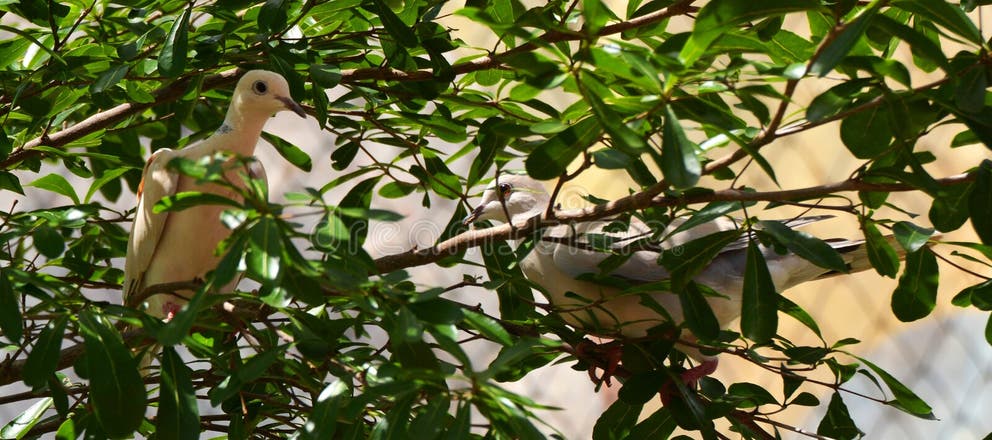 2 Doov on tree stock photo. Image of closeup, colors - 45871598