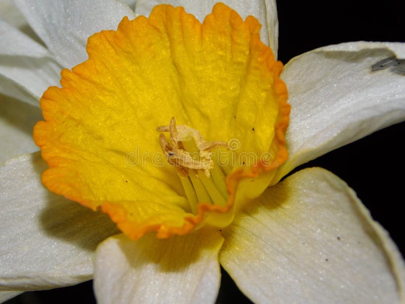 Doozy Daisy Stock Photos - Free & Royalty-Free Stock Photos from Dreamstime