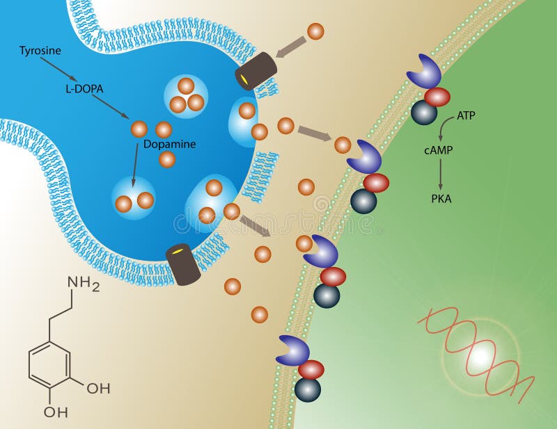 The Dopamine and Serotonin Pathways in the Brain Stock Vector ...
