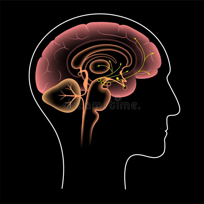 Dopamine pathway concept stock vector. Illustration of tegmental ...