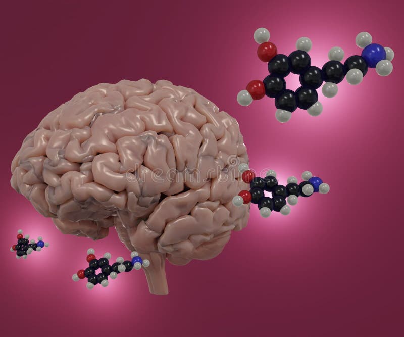 Dopamine is Released when Human Brain is Expecting a Reward Stock ...
