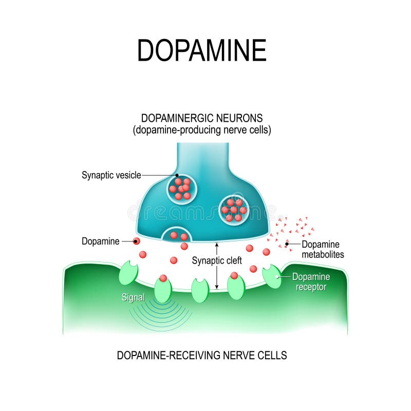 Synapse Labeled Diagram and Receptor Stock Vector - Illustration of ... Synapse Labeled Diagram and Receptor Stock Vector - Illustration of ...