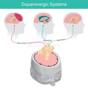 Dopaminergic Systems Stock Illustrations – 2 Dopaminergic Systems Stock ...
