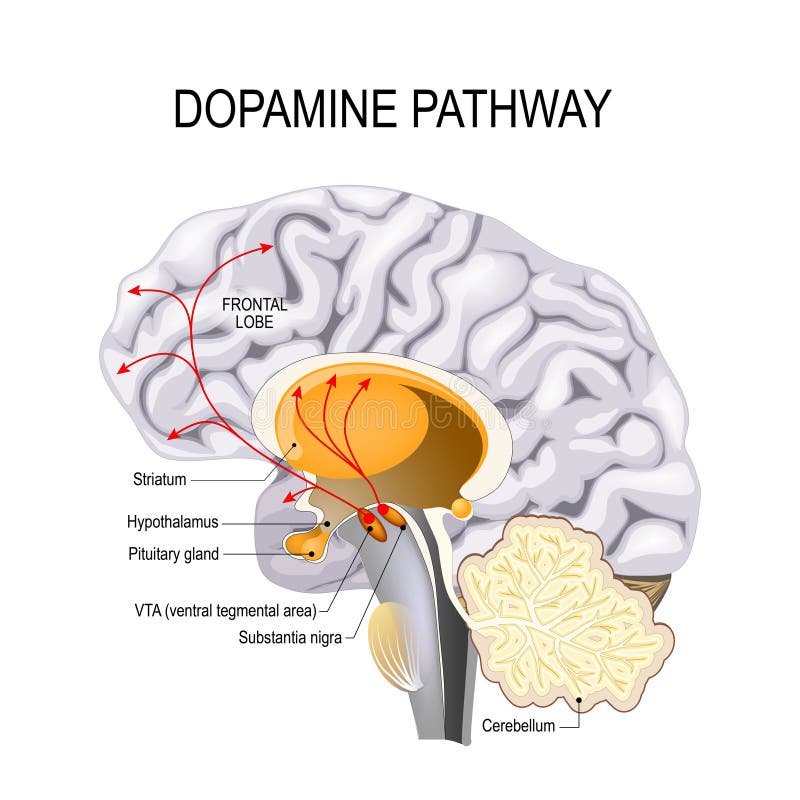 Die Dopamin- Und Serotoninbahnen Im Gehirn Vektor Abbildung ... Die Dopamin- Und Serotoninbahnen Im Gehirn Vektor Abbildung ...