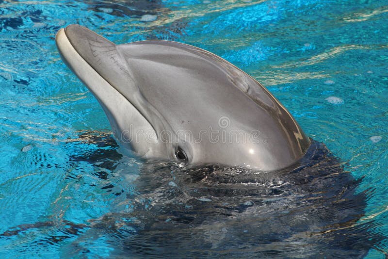 Dophin Performance stock photo. Image of animals, habitat - 1919380