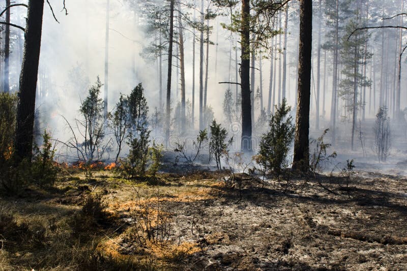 Incendio Violento Nella Foresta Immagine Stock - Immagine di pericolo ...