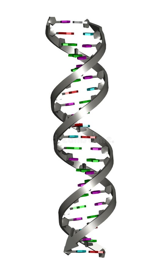 Struttura Di Spirale Della Doppia Elica 3D Di Una Corda Umana Del DNA ...
