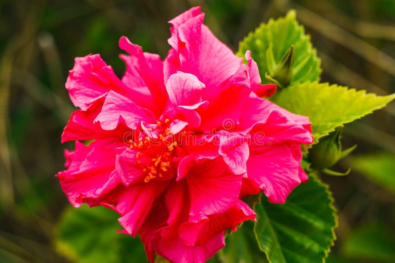 Doppio Ibisco Rosa Sull'albero Nel Giardino Fotografia Stock - Immagine ...