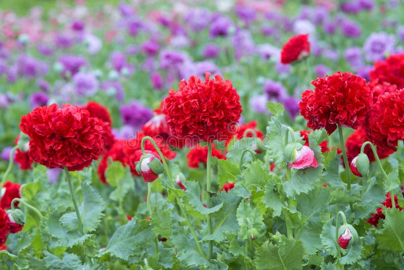 Papavero rosso doppio immagine stock. Immagine di bello - 87500895