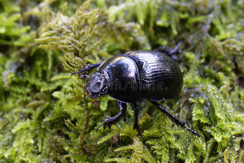 Dor Beetle stock photo. Image of geotrupes, coleoptera - 277047904