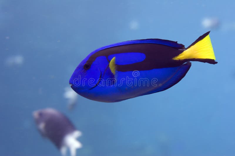 Dora stock photo. Image of aquatic, underwater, aquarium - 4796364