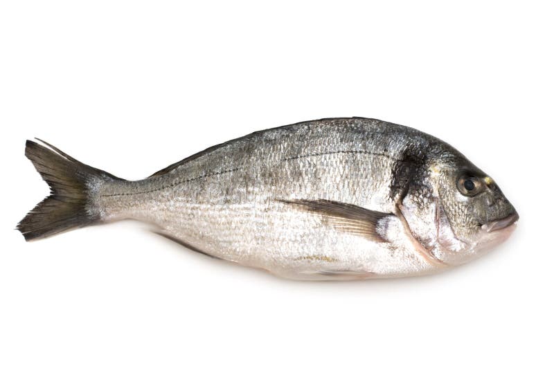 Dorada fish stock photo. Image of food, fishes, market - 4211662