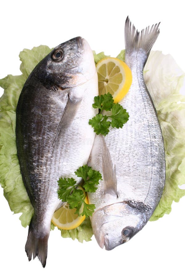 Dorada fish stock photo. Image of food, fishes, market - 4211662