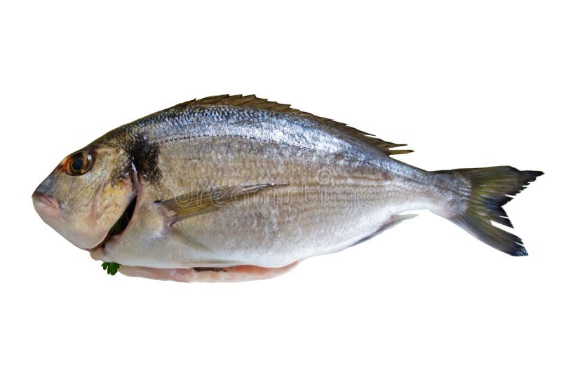 Dorada fish stock photo. Image of fishing, dinner, freshness - 2603820