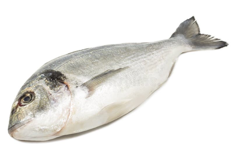 Dorade fish stock image. Image of cooking, healthy, view - 146728989