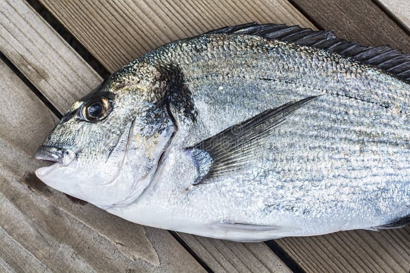 Frische Dorade Fische Lokalisiert Auf Weißem Hintergrund Stockfoto ...