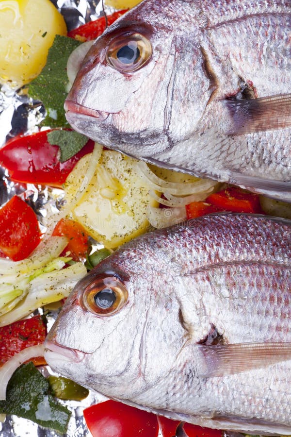 Dorade stock image. Image of mediterranean, gilthead - 103178995