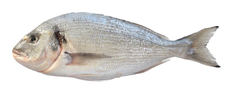 Dorado Fish Whole Raw Isolated on White Stock Image - Image of fish ...