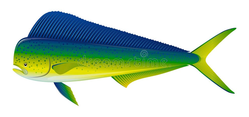 Dorado fish stock vector. Illustration of vector, fish - 14583528