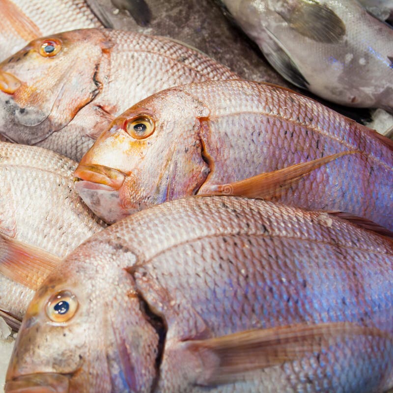 Dorado fish stock image. Image of omega, head, cook, uncooked - 27369747