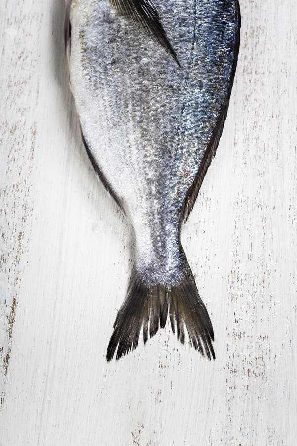 Rotten fish stock photo. Image of food, silver, torpedo - 15351796