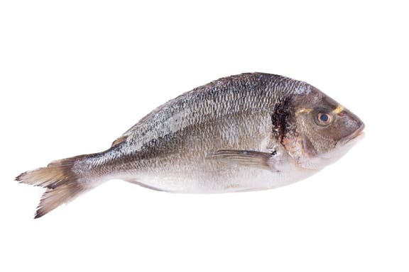 1,590 Fish Front View Isolated White Stock Photos - Free & Royalty-Free ...
