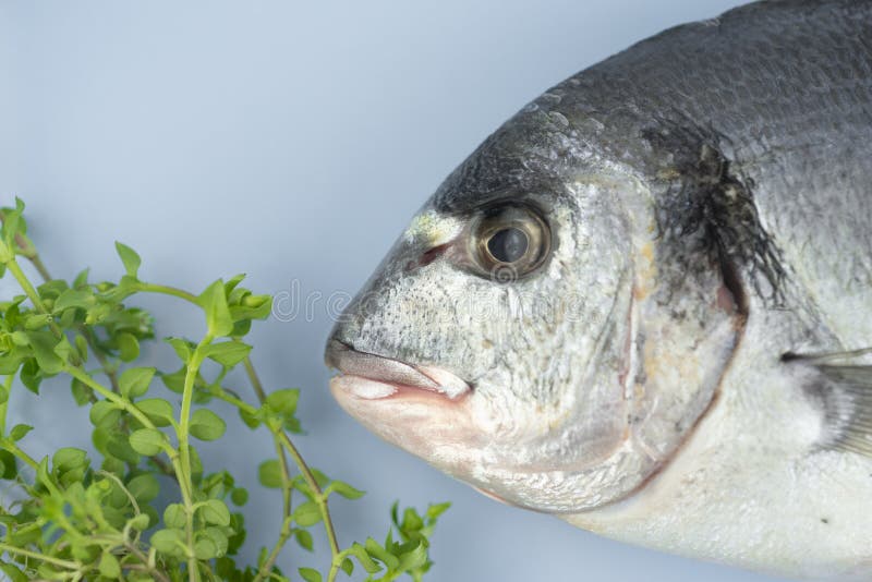 Dorado Fish Lies on a Blue Background Stock Image - Image of market ...