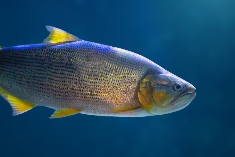 Dorado - Freshwater Fish stock image. Image of dorado - 309612587