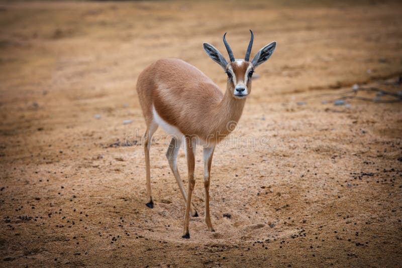 Gazela Dorcas zdjęcie stock. Obraz złożonej z śliczny - 81369380