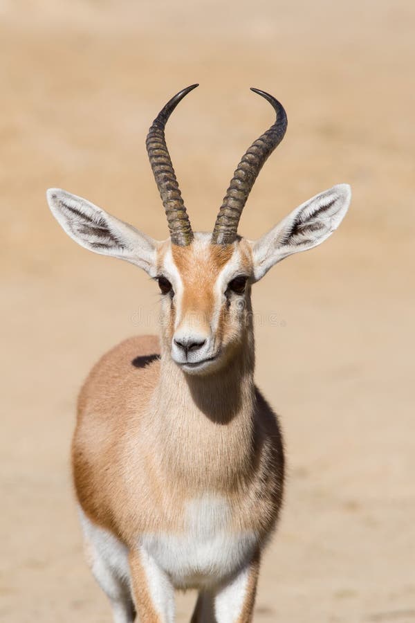 The Dorcas Gazelle Gazella Dorcas Stock Photo - Image of portrait ...