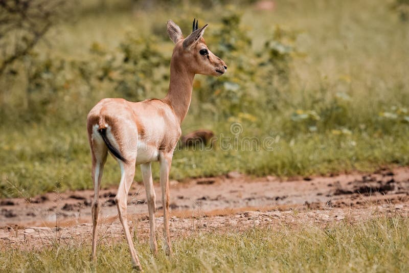 Dorcas Gazelle in the Savanna. Gazella Dorcas Stock Image - Image of ...