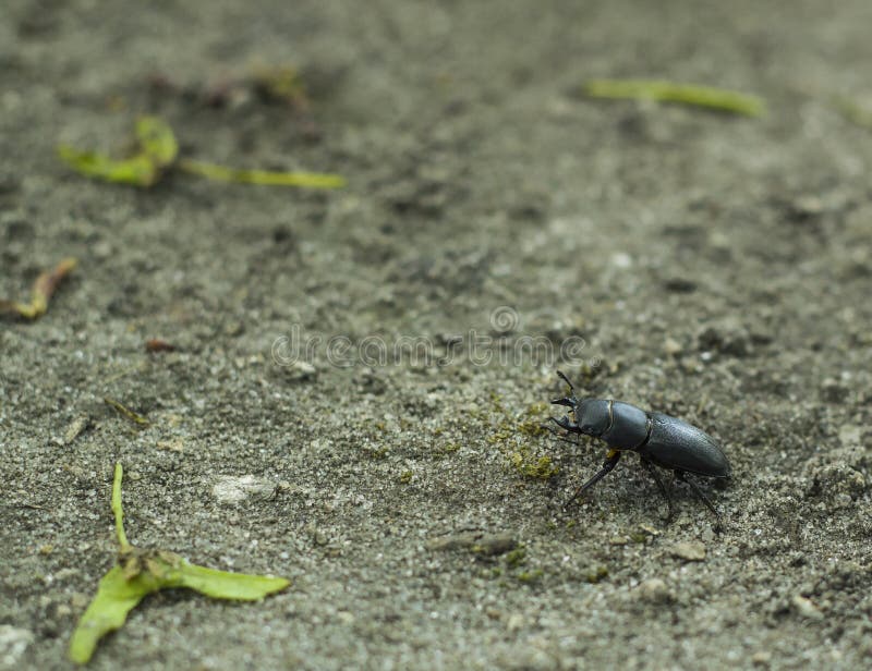 Antaeus giant stag beetle stock image. Image of affection - 23756519