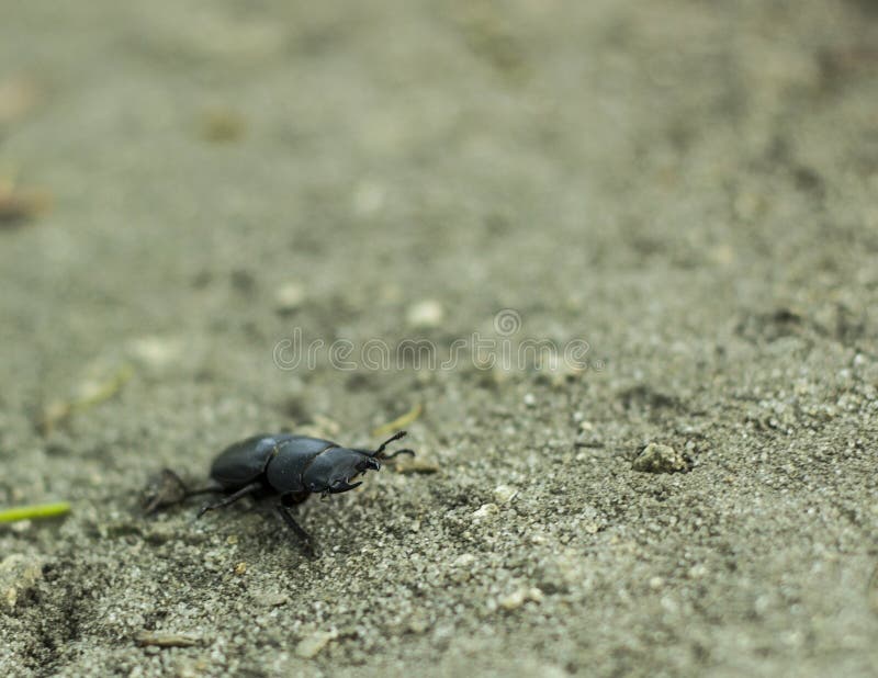 Antaeus Giant Stag Beetle Stock Photos - Free & Royalty-Free Stock ...