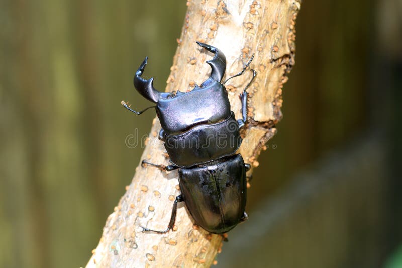 Dorcus Bucephalus Stag Beetle Stock Image - Image of dorcus, massicus ...
