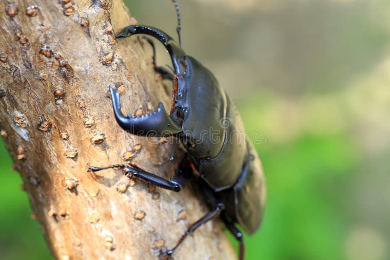 Dorcus Bucephalus Stag Beetle Stock Image - Image of dorcus, massicus ...