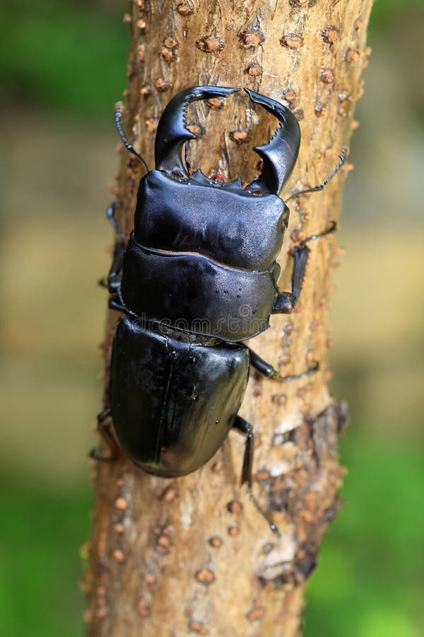 Dorcus Bucephalus Stag Beetle Stock Image - Image of dorcus, massicus: 75084115