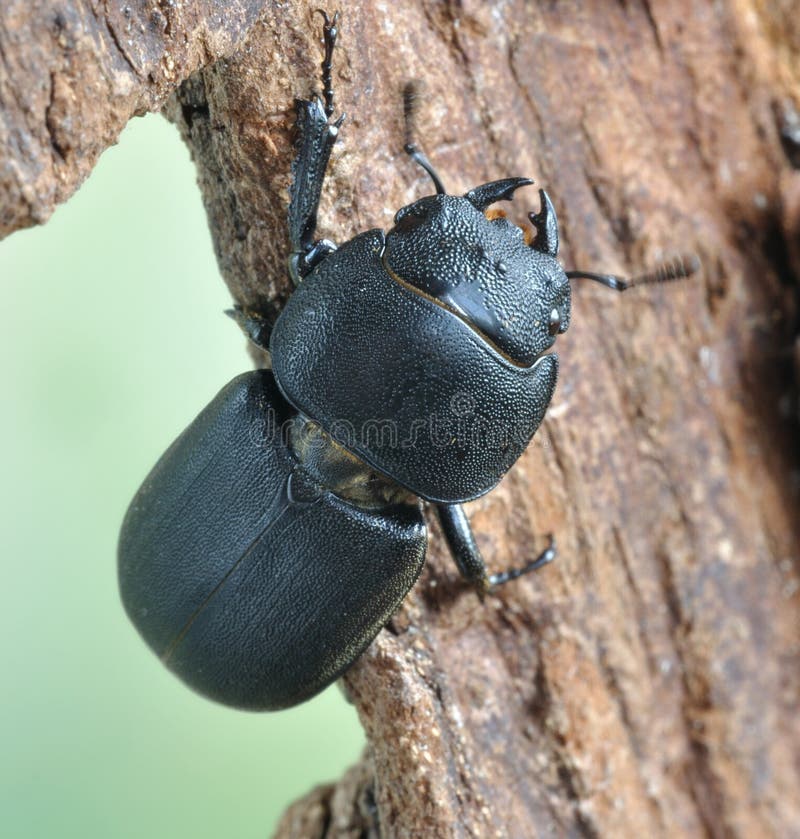 Dorcus parallelopipedus stock image. Image of fauna, single - 18252243