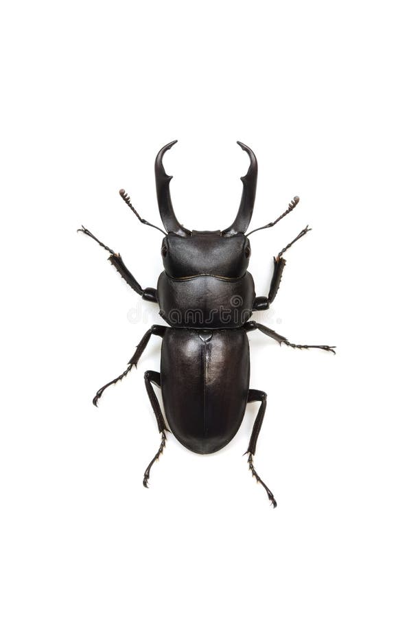 Dorcus rectus stock image. Image of dorcus, arthropod - 26476639