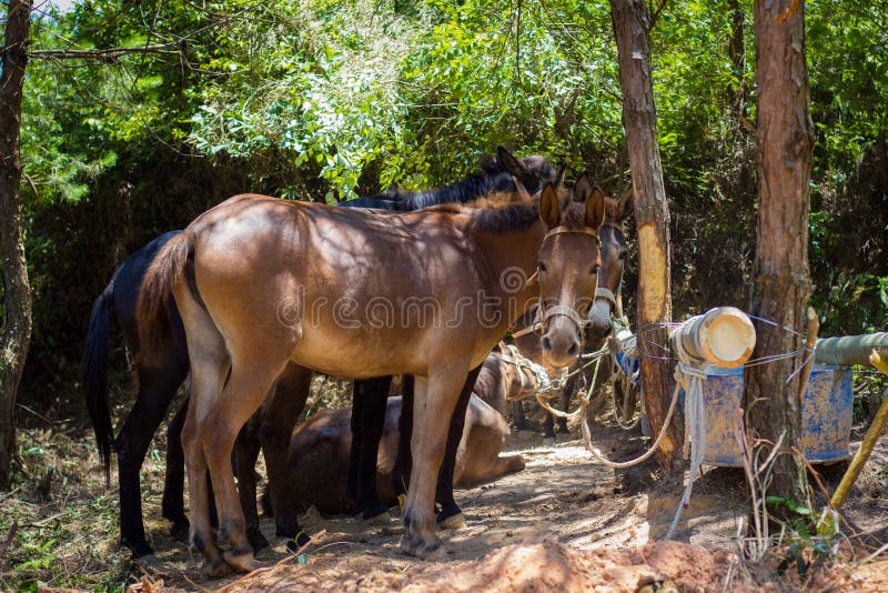 Dorf-Esel stockfoto. Bild von fahrt, pferd, transport - 95655982
