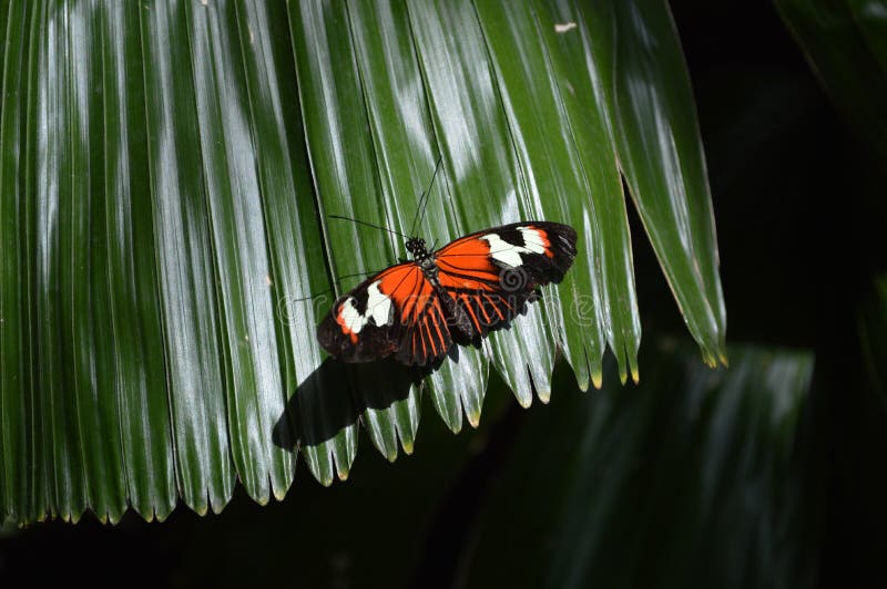 Doris Butterfly stock image. Image of insect, palm, leaf - 89775201